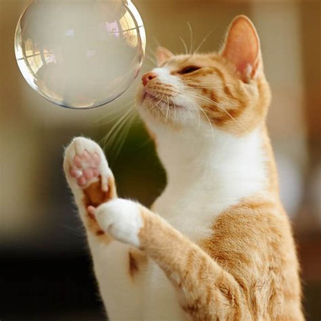 Play with Bubbles – Cutebarkingcat